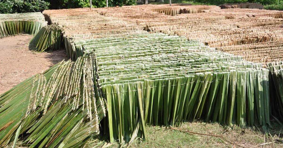 Thatching material around the world – Part 2 | Cape Reed International